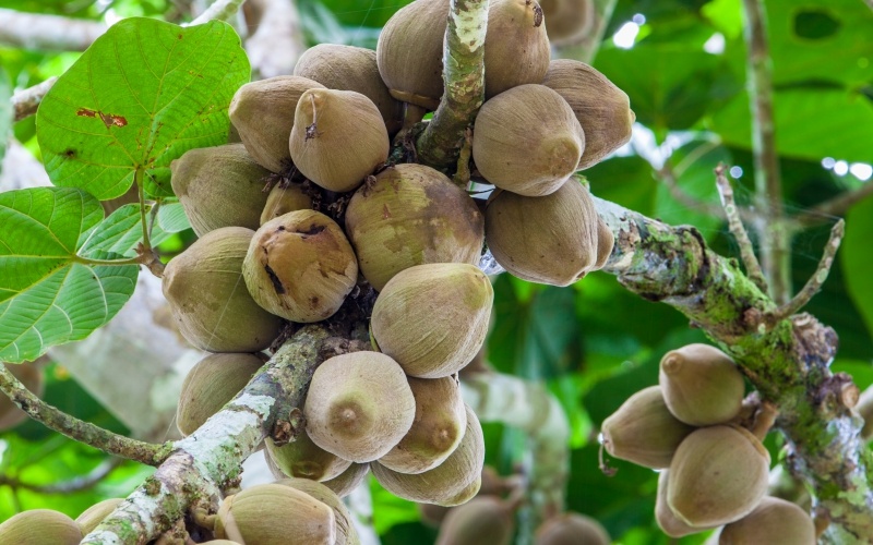 Top 10 de frutas amazonicas