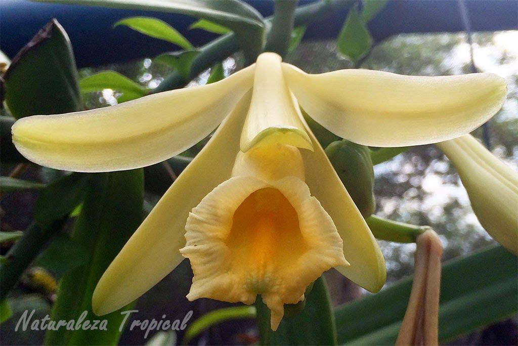 Top 5 de las flores más exóticas del Amazonas