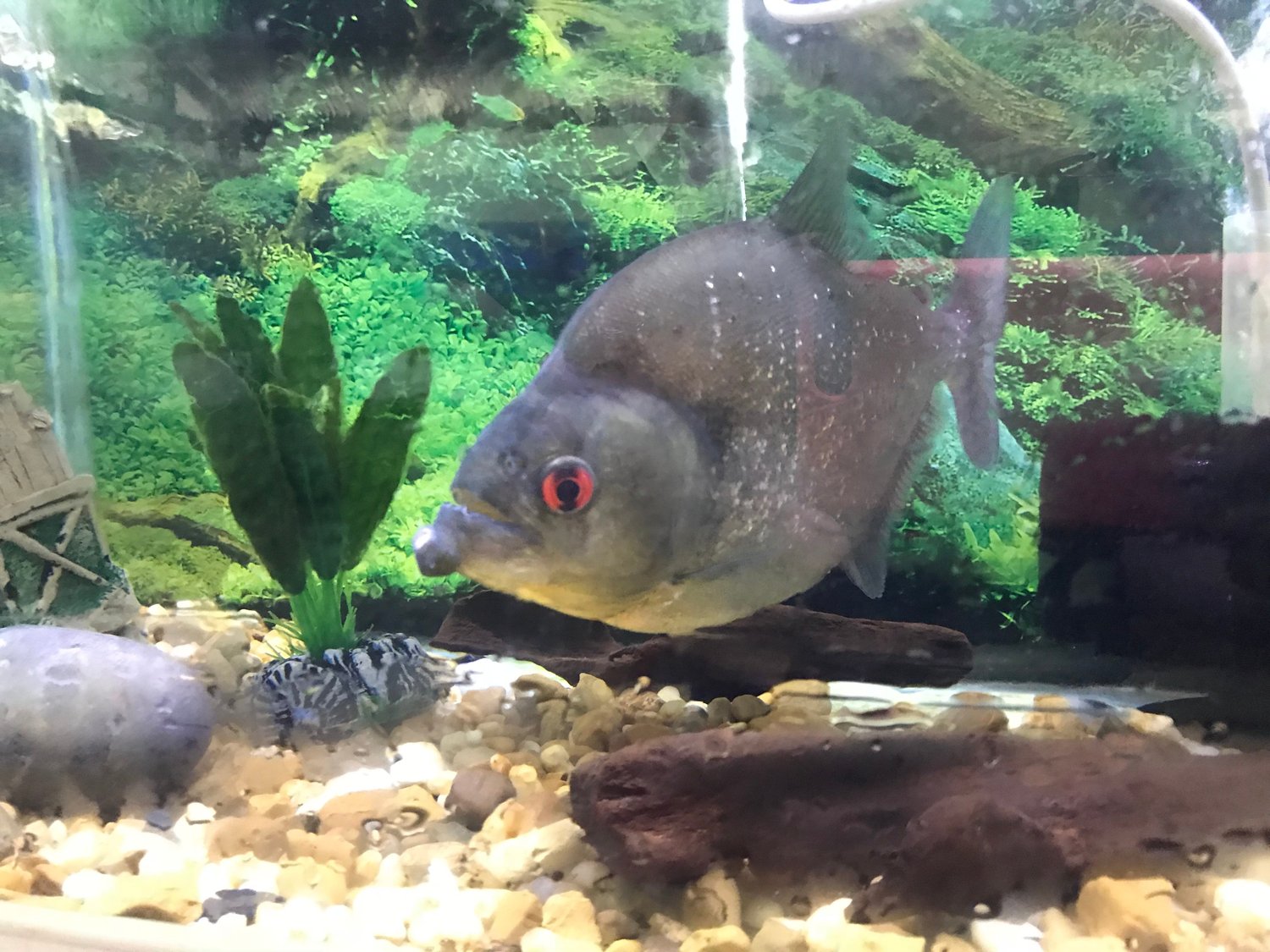 Top 10 de datos curiosos del Amazonas