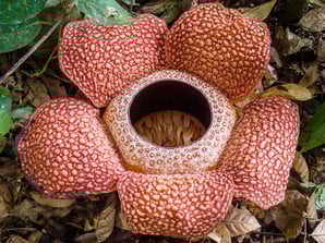 Top 5 de las flores más exóticas del Amazonas