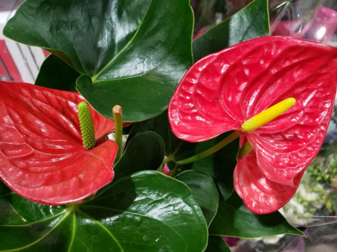 Top 5 de las flores más exóticas del Amazonas