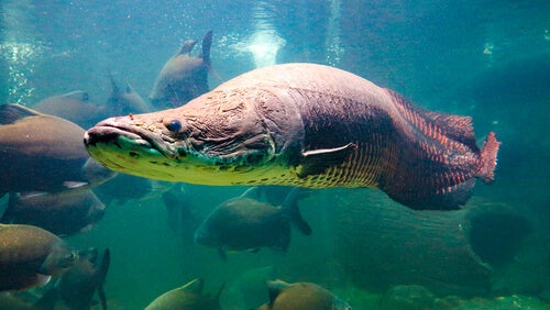 Top 5 de los peces más representativos del Amazonas
