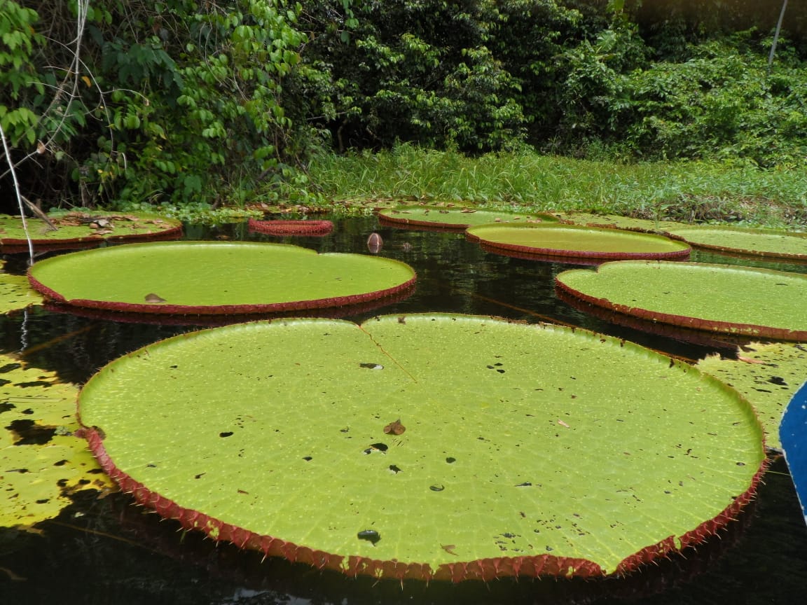 GUIA COMO VIAJAR AL AMAZONAS